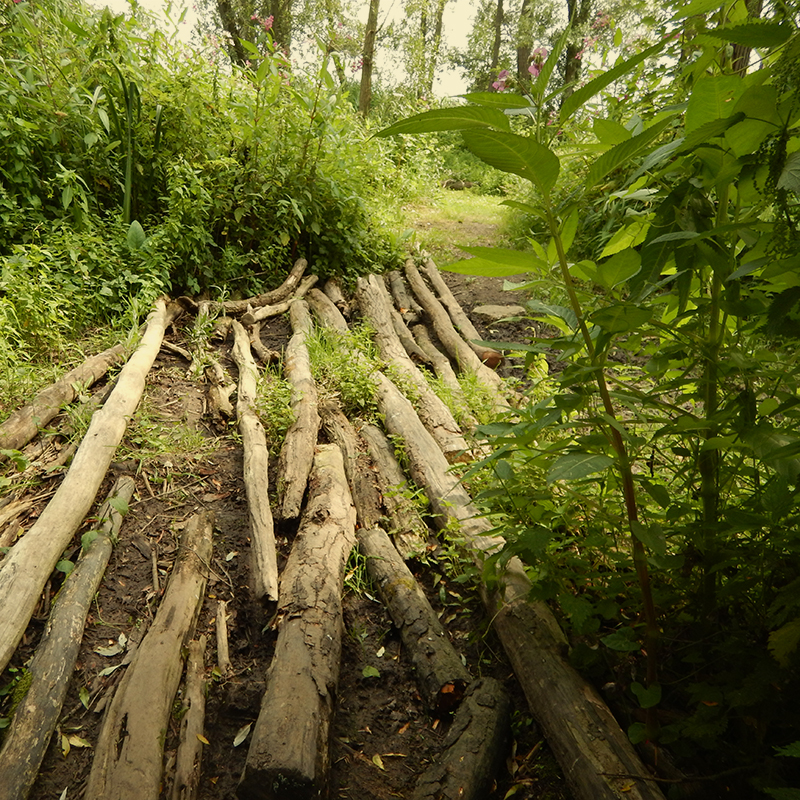 Biesbosch, land of the islands – Moves by Nature